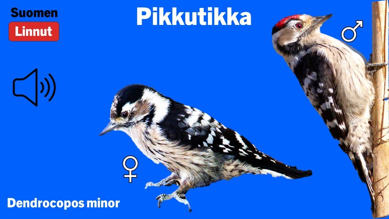 Pikkutikka - Dendrocopos minor - Lesser Spotted Woodpecker - mindre ...