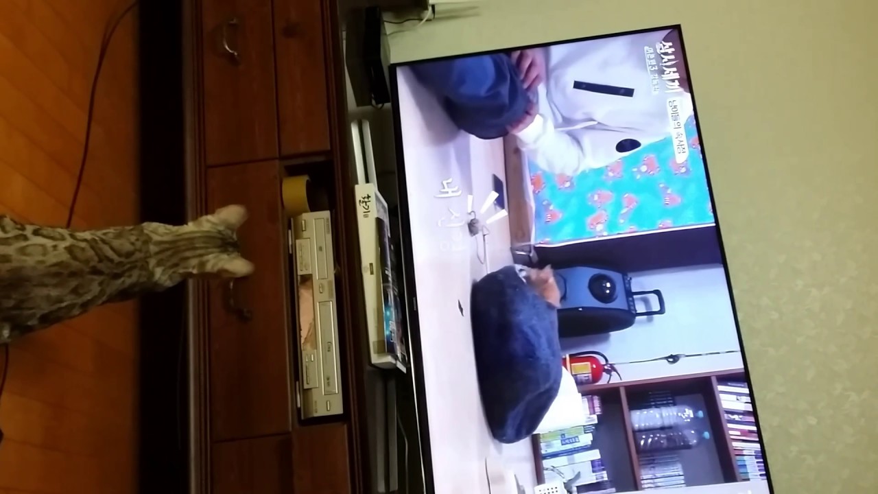 Funny cat watcing samsung tv - YouTube
