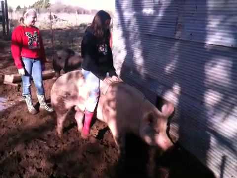 Ride a HOG - YouTube