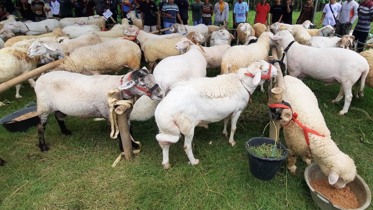 DOMBA DORPER,MERINO,TEXEL DAN DOMBA LOKAL ADA SEMUA #122 - YouTube