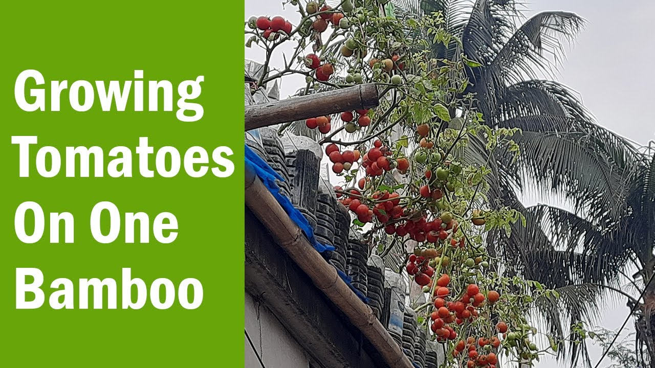 Creative Tomato Gardening - YouTube