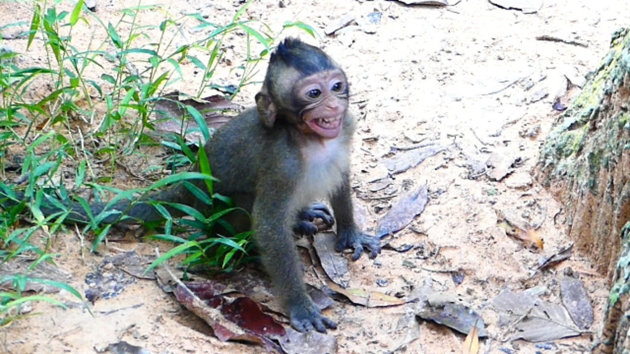 UPDATE : BABY MONKEY LUCAS CRYING WITH HAPPENED ON HIM - YouTube