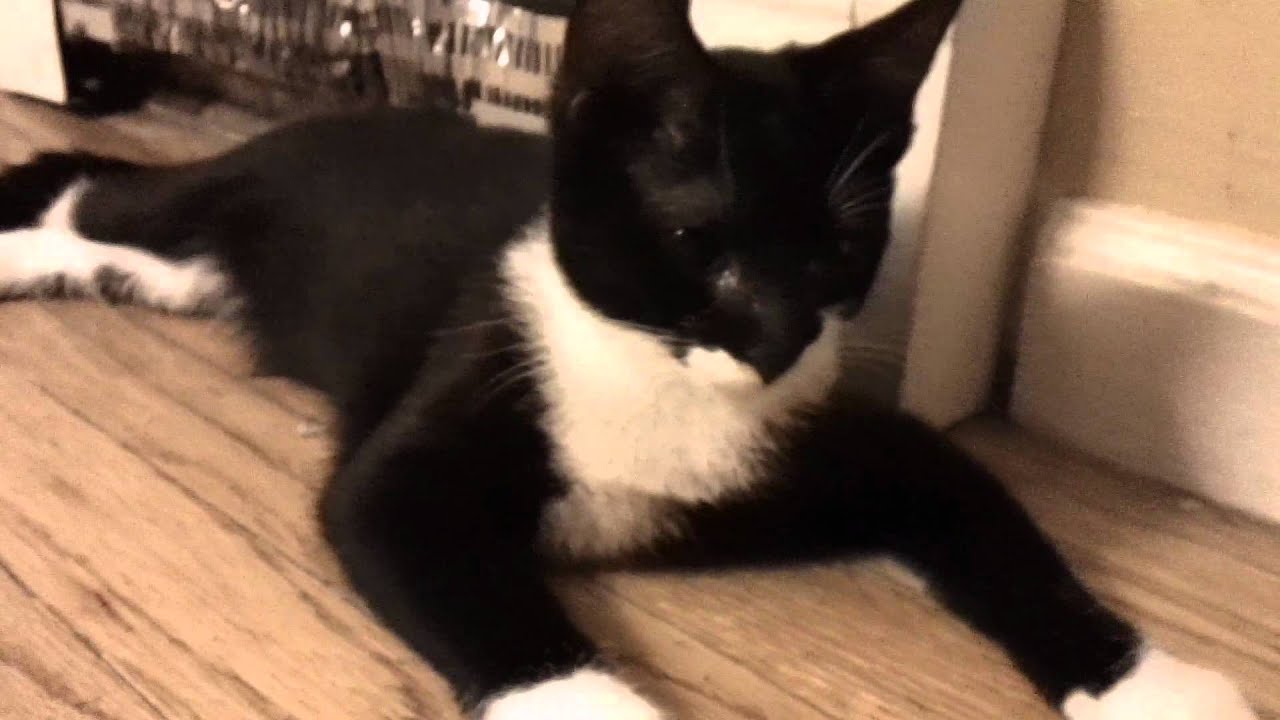 Cool Cat Is Coot - YouTube