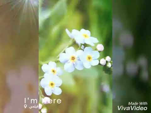 Made with Viva Video so pretty!