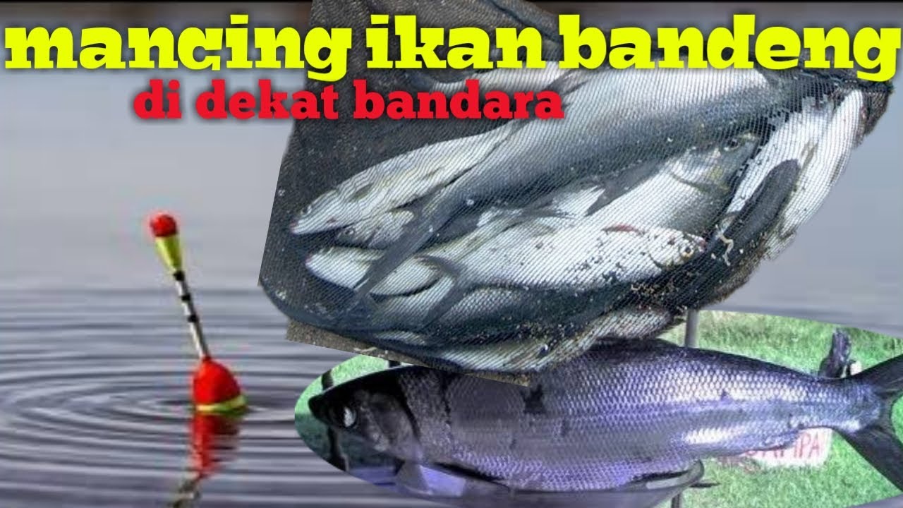 Mancing Ikan Bandeng | Di Dekat Bandara - YouTube