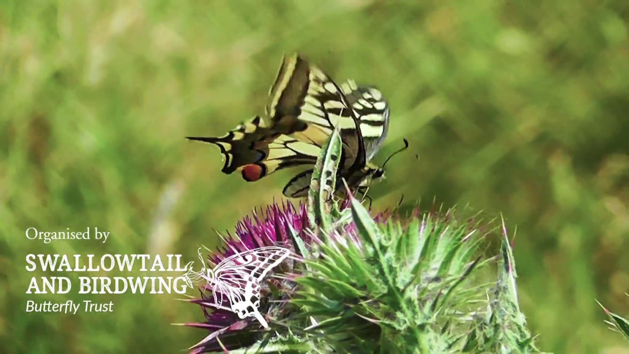 Conservation of the British Swallowtail - YouTube