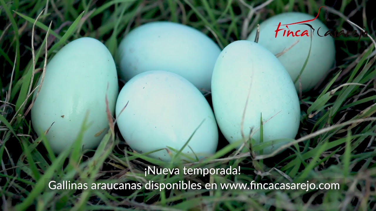 Gallinas Araucanas - Gallinas Mapuche. Huevos azules - YouTube