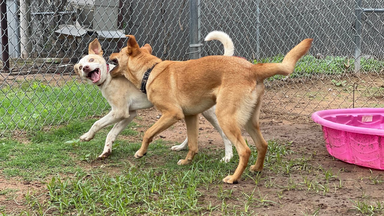 Ginger and Cooper meet for the first time 05.02.2024 - YouTube