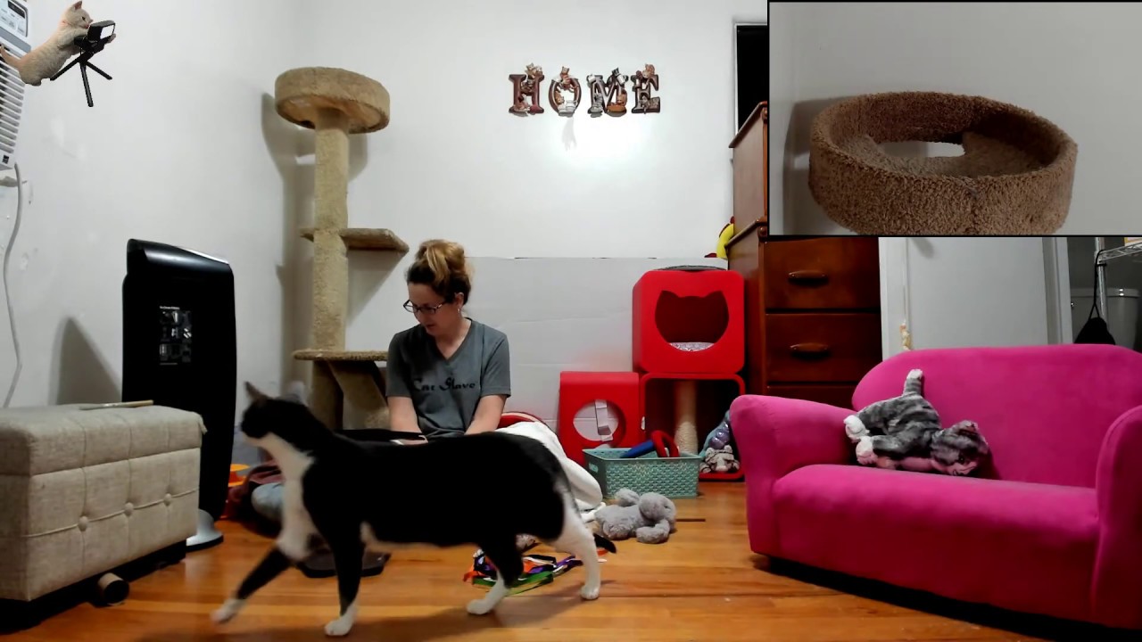 Kitten Cuddle Room Livestream Part two 5.30.20 - YouTube