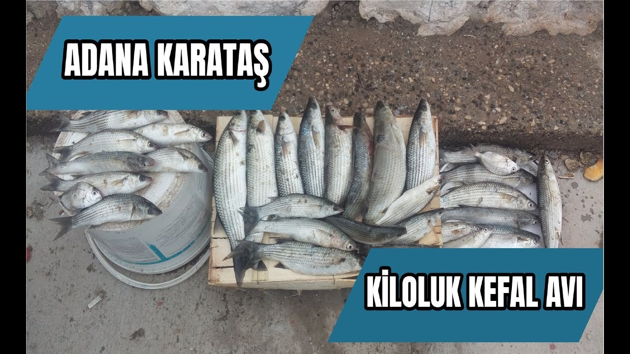 ADANA KARATAŞ KİLOLUK KEFAL BALIK AVI - YouTube