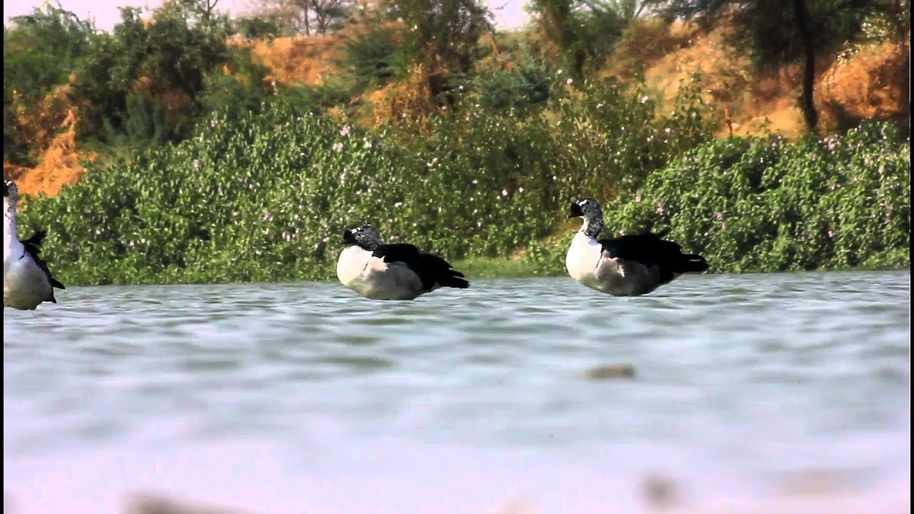 comb duck at thol lake_tejas soni.MOV - YouTube