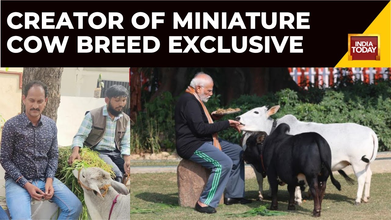 Dr. Krishnam Raju Talks About The Miniature Cow Breed Popularized By PM ...