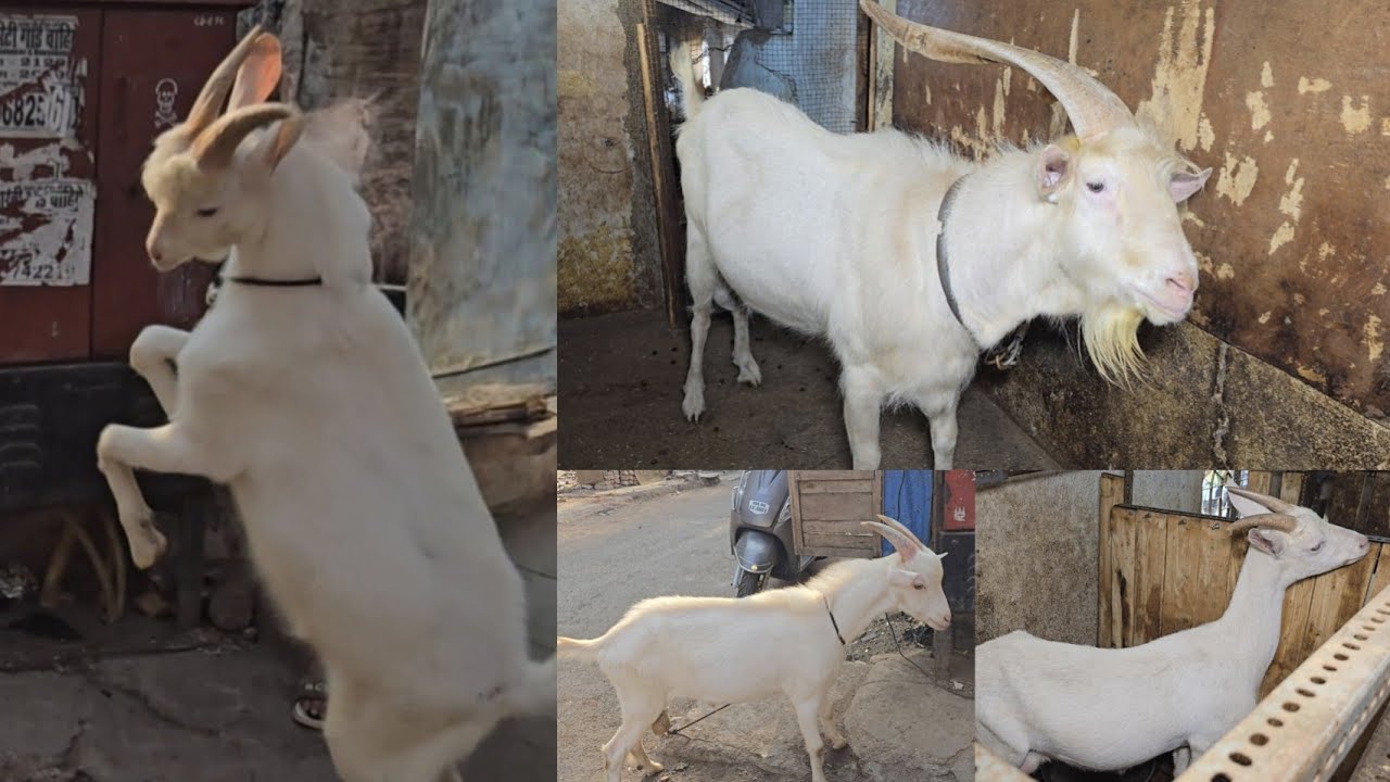 Dekhiye Town me Chupa hua SANIN SETUP || Al Mehtab Goat Farm - YouTube