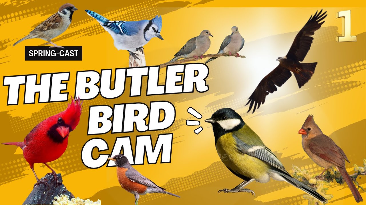 Butler Bird Cam #1 - YouTube