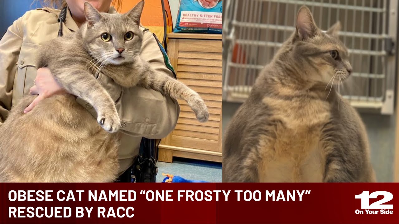 28 pound cat up for adoption at RACC - YouTube