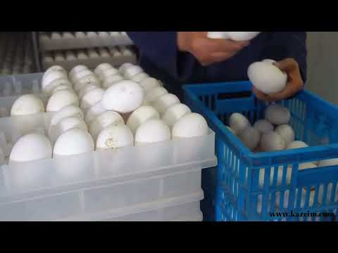 Kaz Çiftliği kurmak başlangıç 1 #doğalyaşam #girişimcilik #kazçiftliği