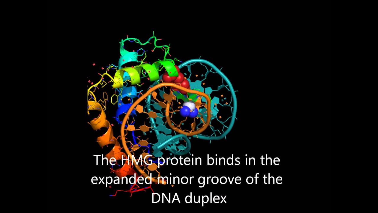 Platinum DNA kinking and HMG protein binding - YouTube
