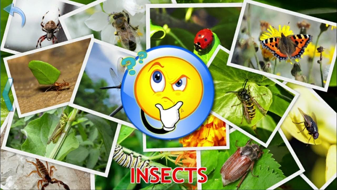 Комахи. Вивчаємо комахи англійською мовою 🇺🇸 - YouTube