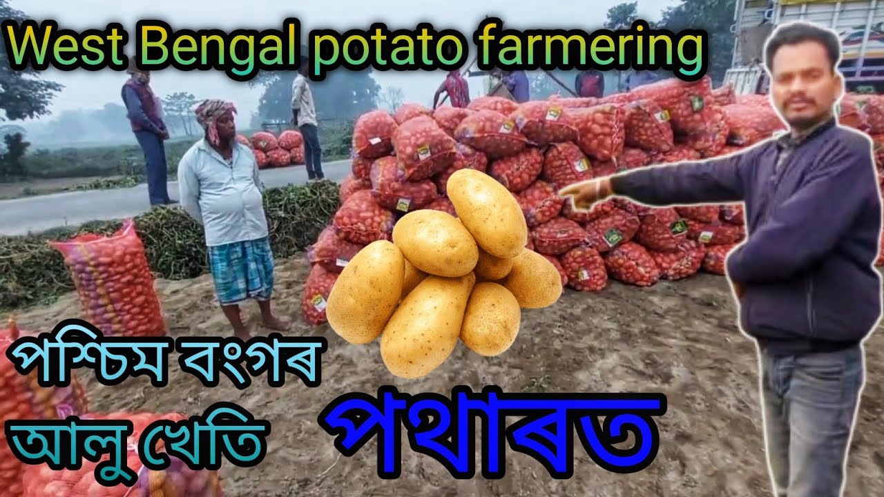 West Bengal potato farming - YouTube