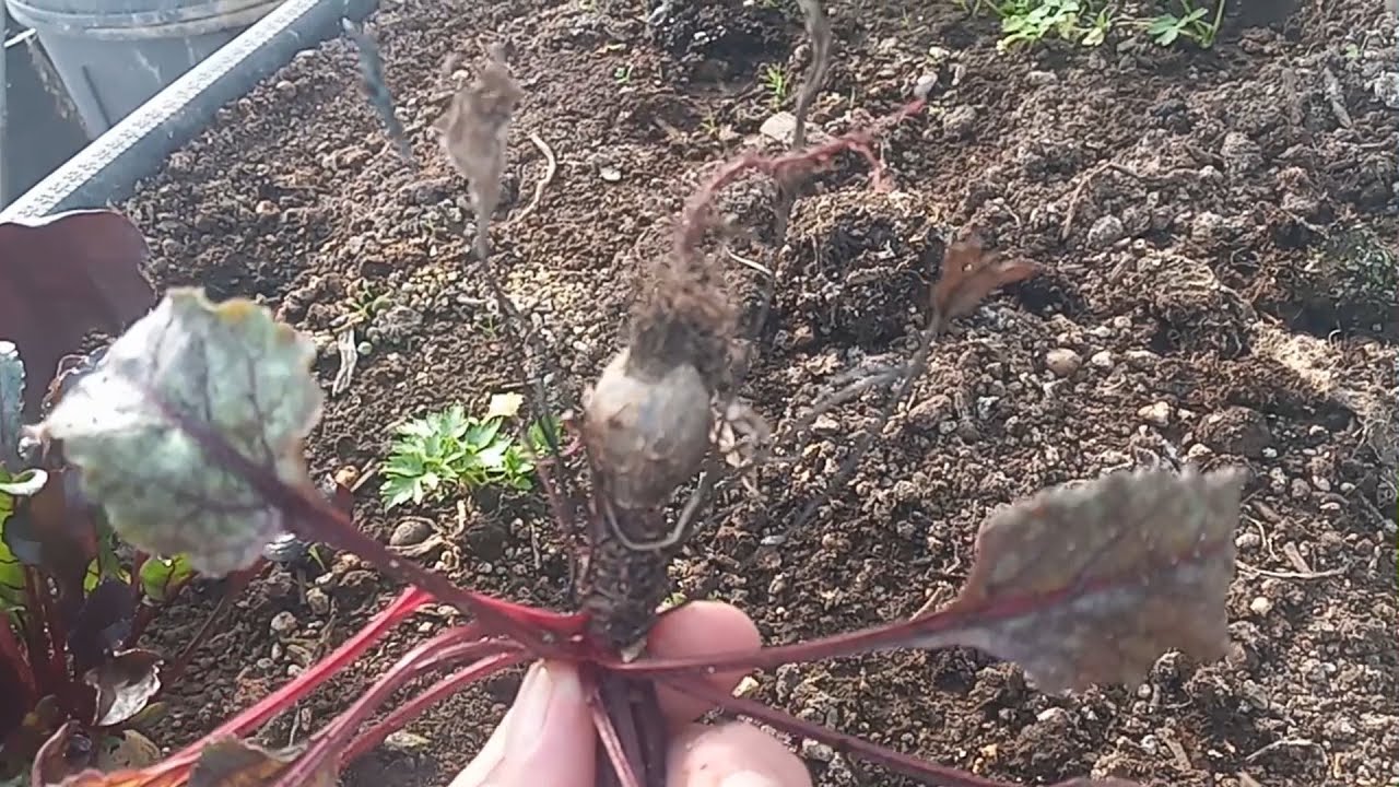 It’s Easy to Grow and Save Beet Seeds and even Transplant Nearly Dead ...