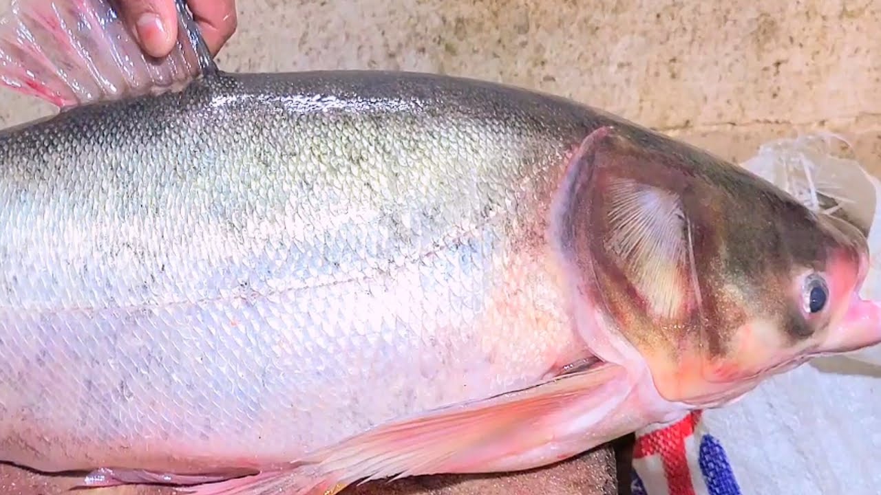 Amazing Giant Bighead Carp Fish Cutting Skills Live | Fish Market ...