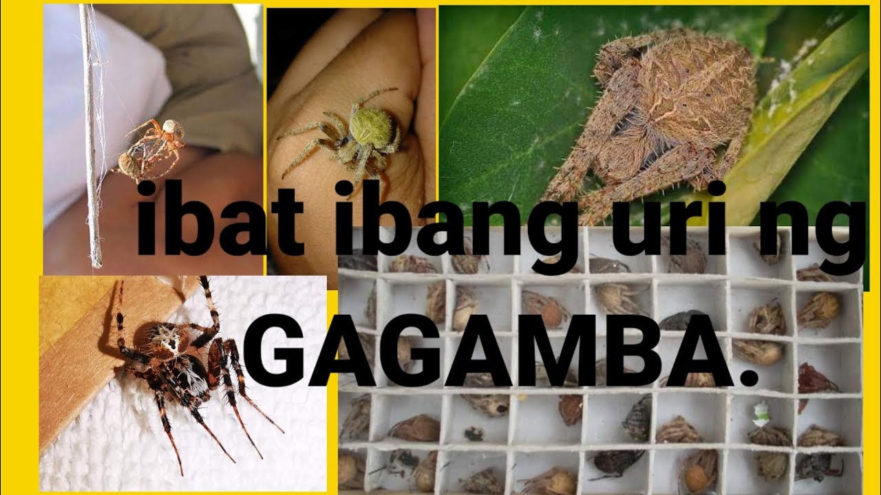 GAGAMBANG TALAHIB - YouTube