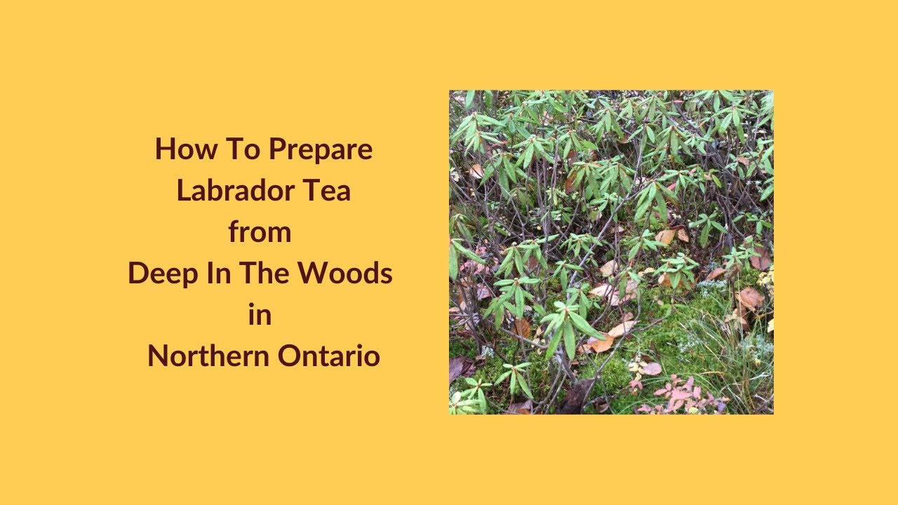 How To Prepare Labrador Tea - YouTube
