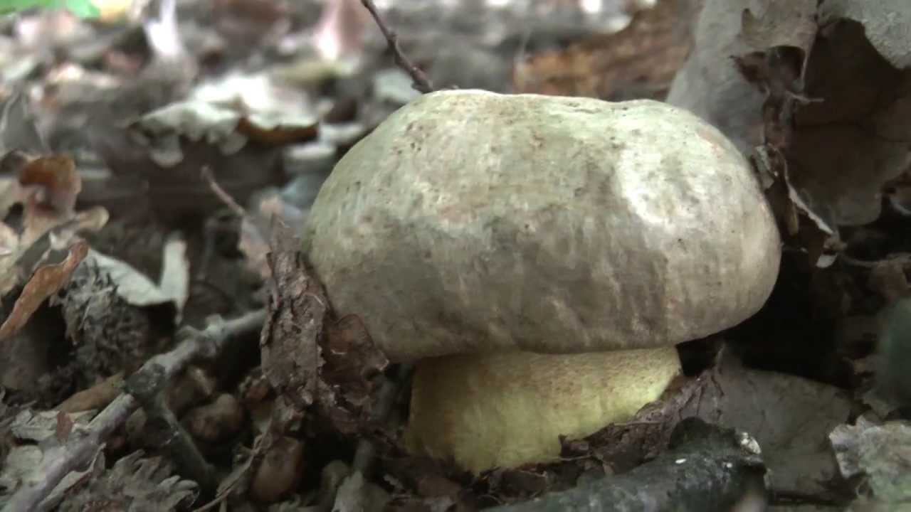 Boletus impolitus - hríb plavý, SVK, 03.06.2014 - YouTube