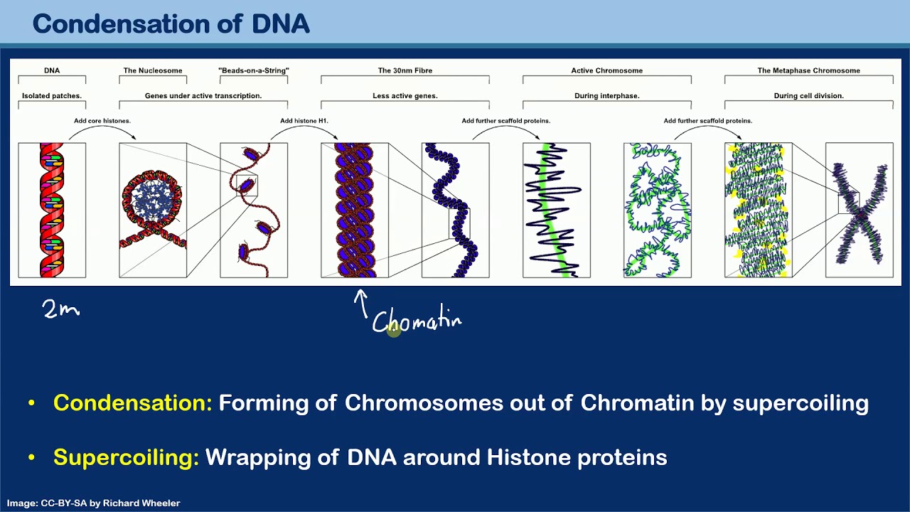 Condensation of DNA - YouTube
