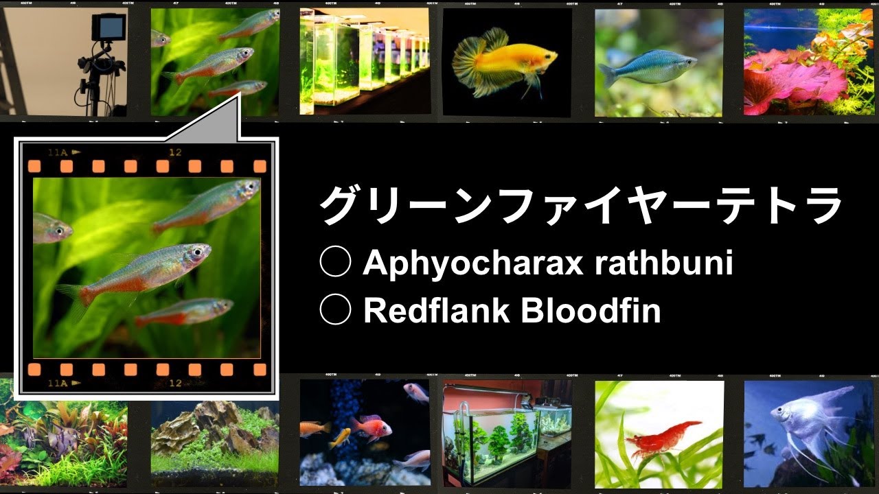 グリーンファイヤーテトラ／Aphyocharax rathbuni／Redflank Bloodfin - YouTube