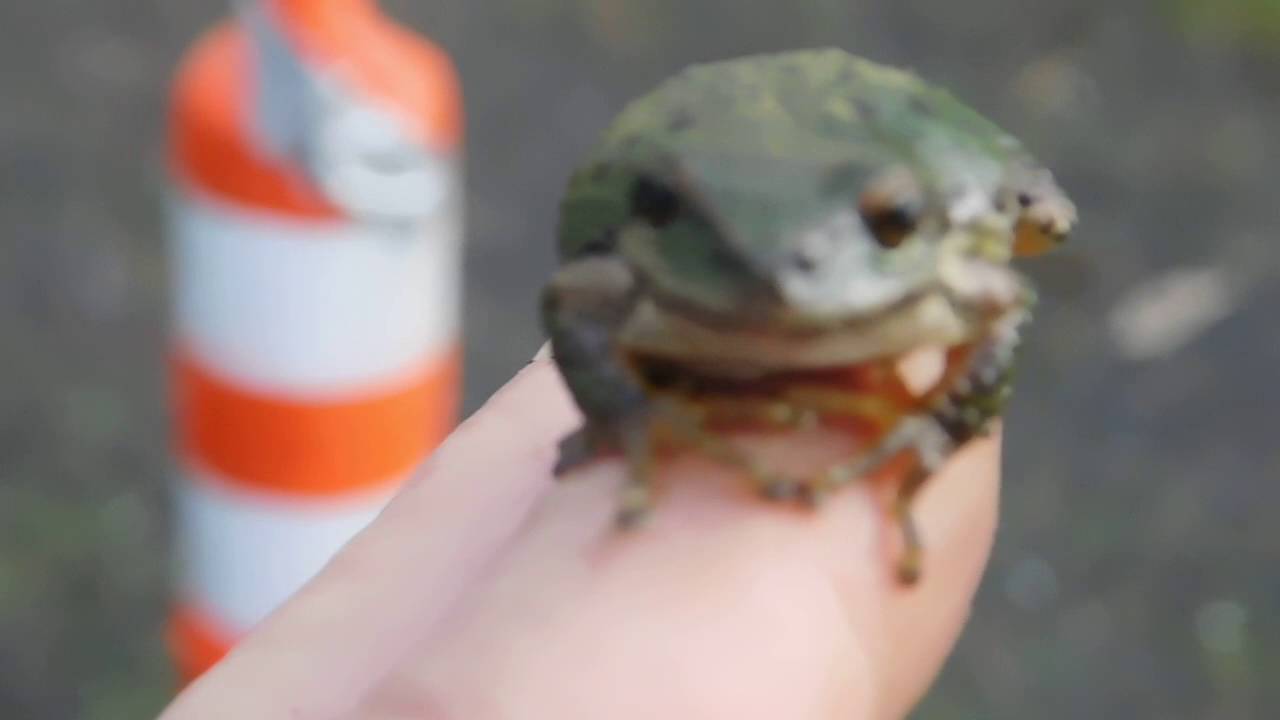 Frog, Tadpole, Angel - YouTube