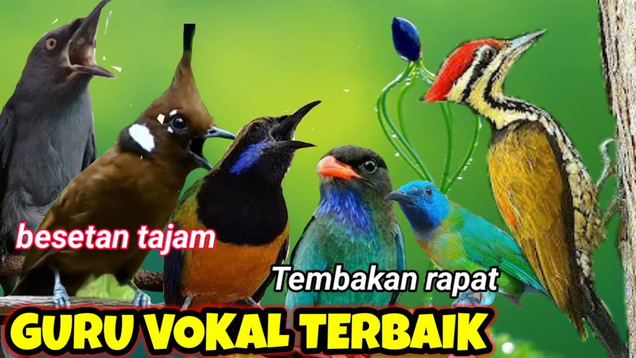 Masteran murai batu terbaik dengan materi full kasaran,Roll tembak ...