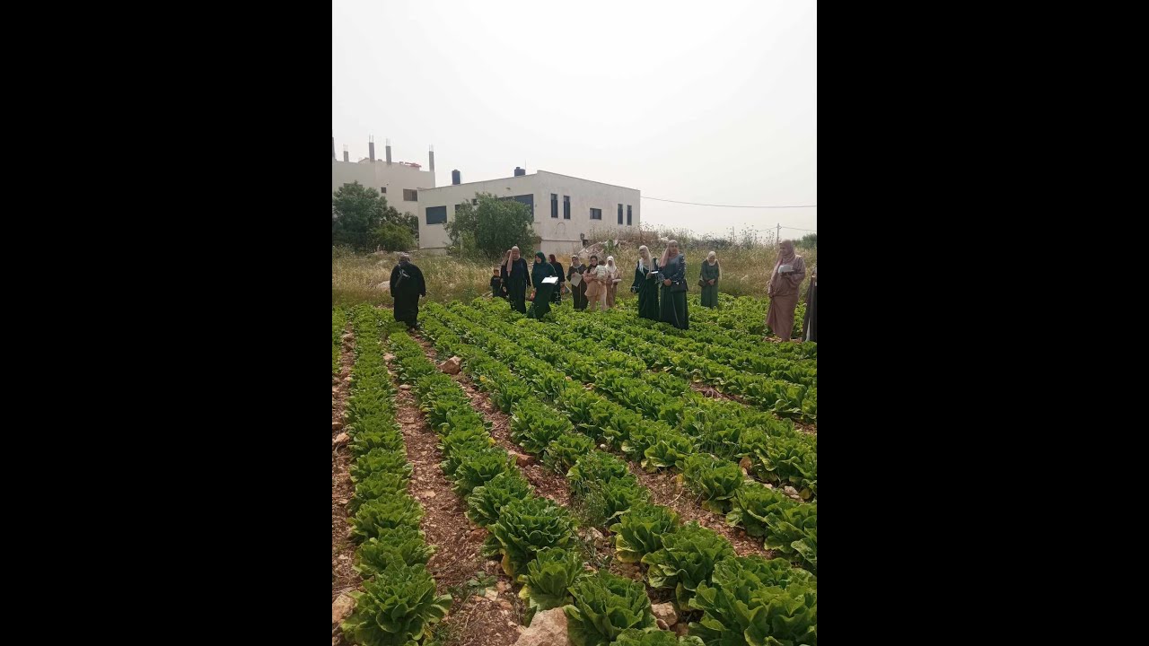 دراسة مزرعة خس ضمن ورشات التدريب على مدرسة المزارعين الحقلية Farm Field ...