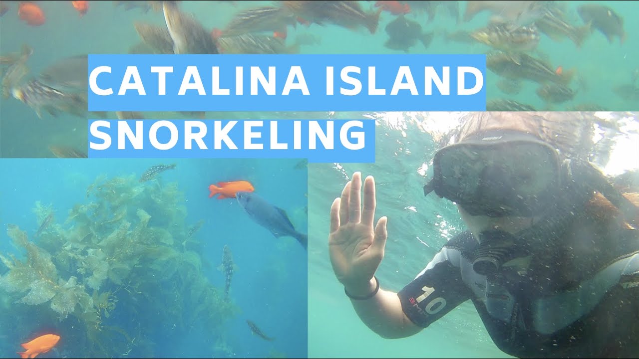 Catalina Island Snorkeling Tour - So Many Fishes! 🐠 Avalon California ...