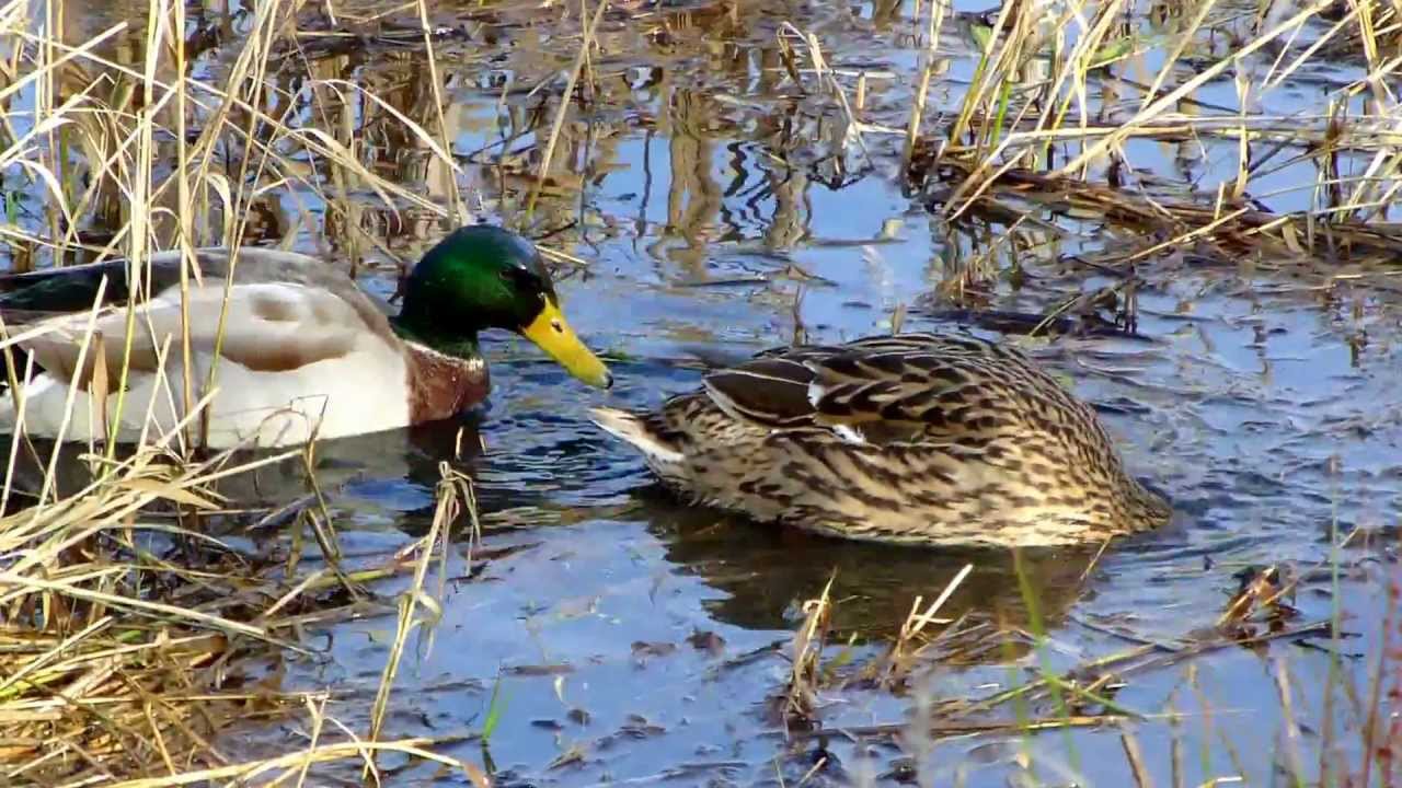 Mallard Ducks Feeding (UK Lake Birds) - YouTube