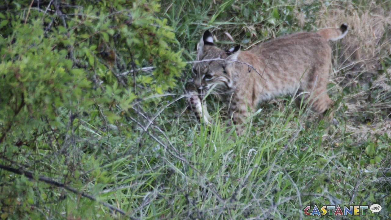 Bobcat tackles snake - YouTube