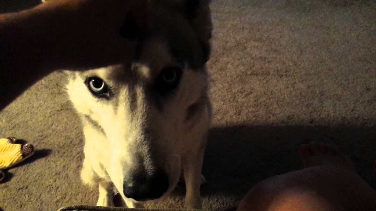 Husky demands head scratches - YouTube