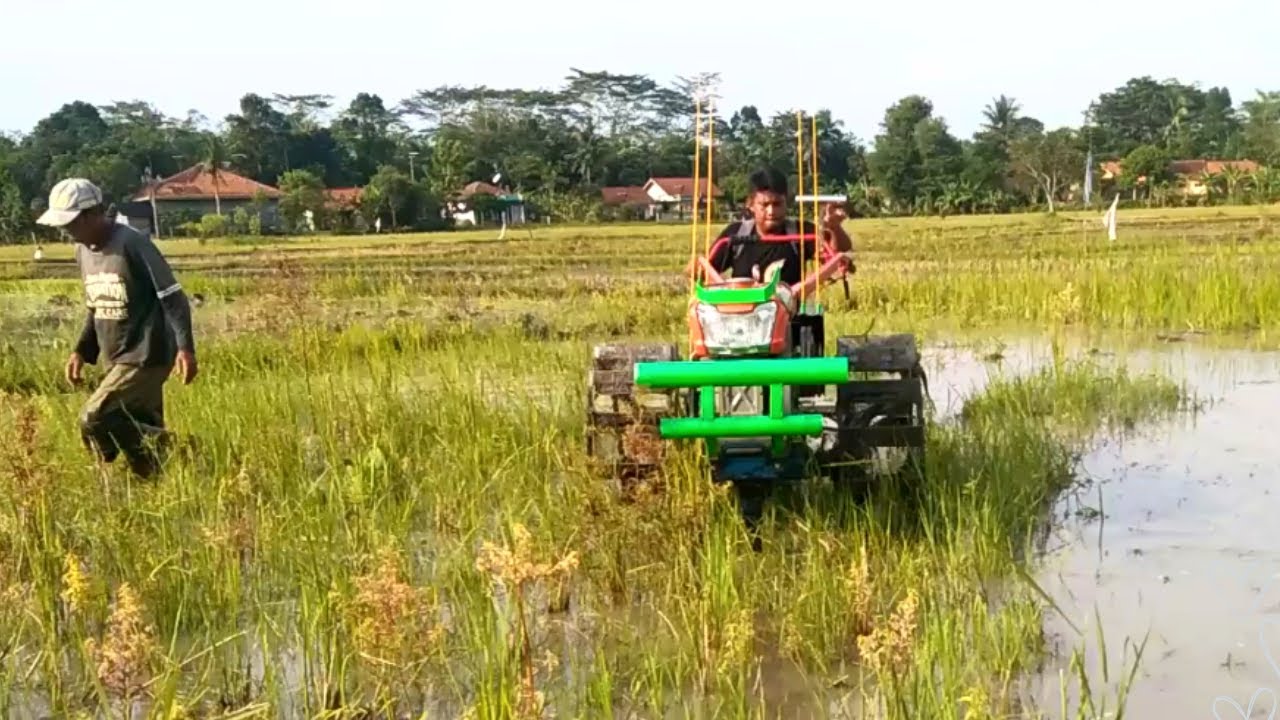 modifi traktor sawah kubota g1000 bekerja bajak di lahan lumpur dalam ...