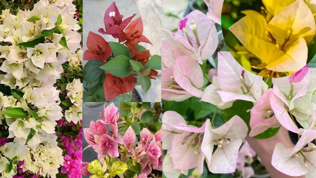 15 Beautiful Bougainvillea Varieties With Names Or IDs / Bougainvillea ...