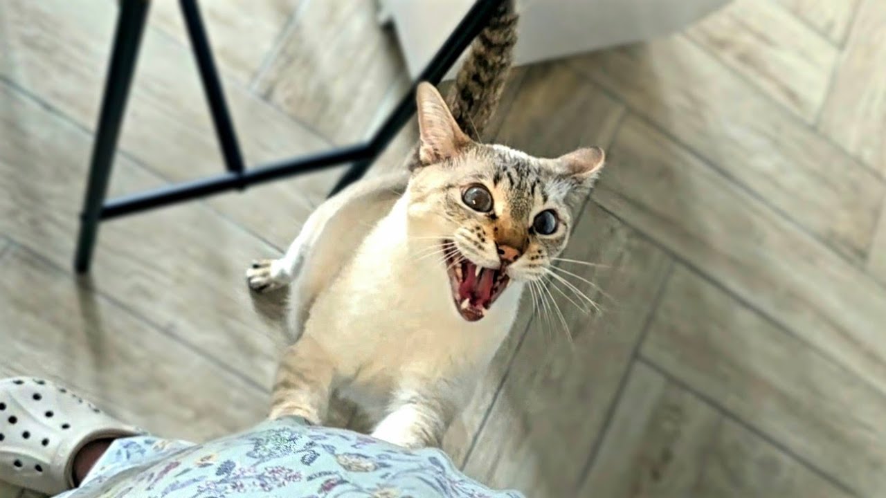 Extremely loud cat yells at me while I'm cooking - YouTube