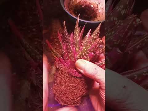 How To Take Care Of A Cosmic Cactus