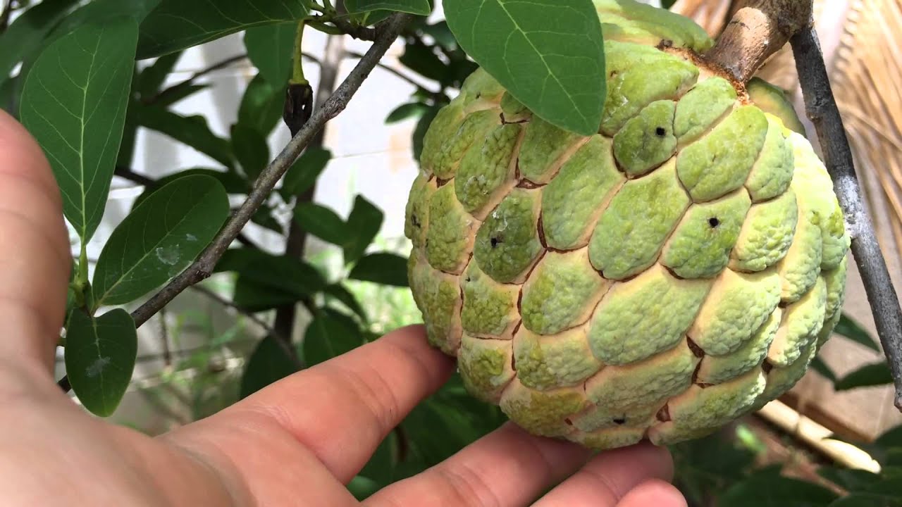 Hawaii Custard Apple, Sugar Apple - YouTube
