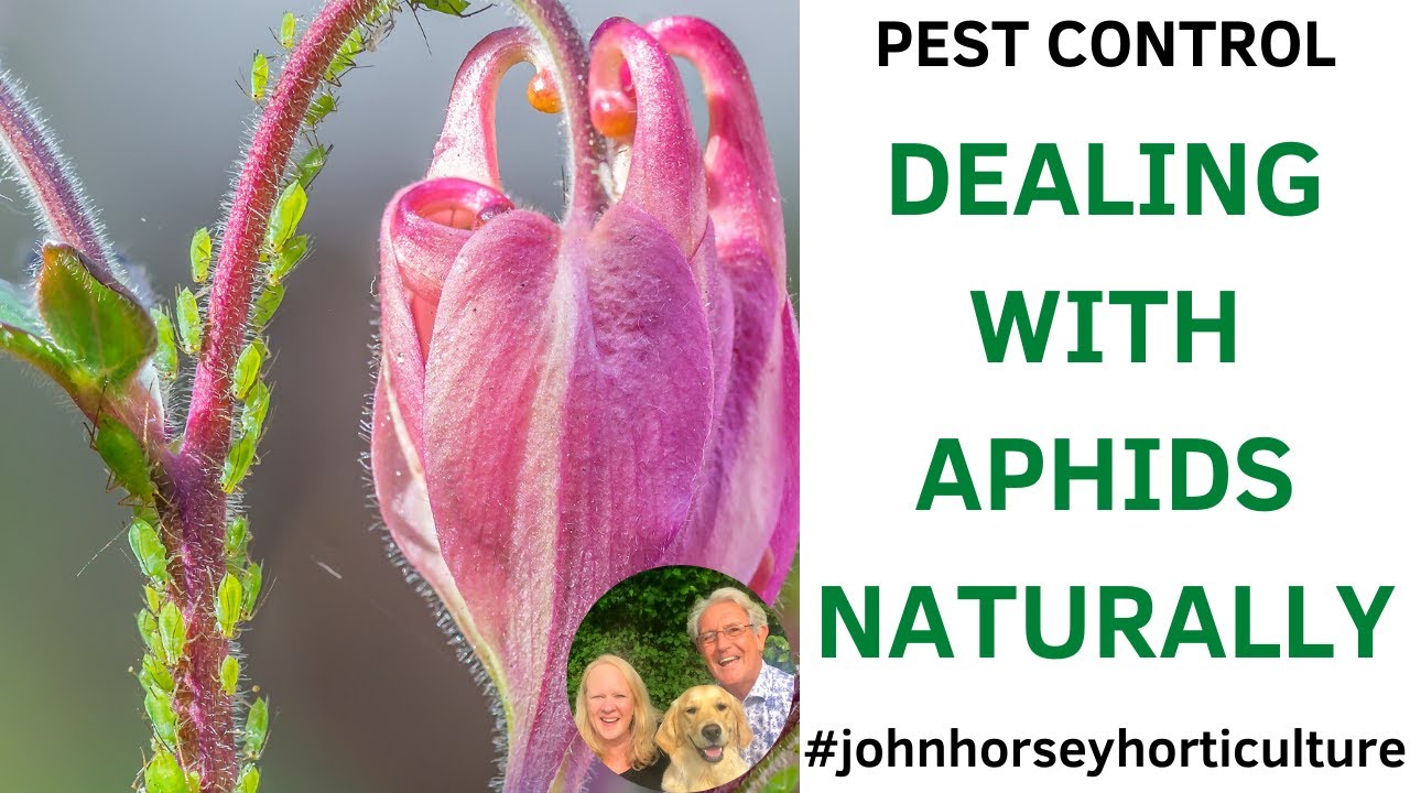 HOW TO CONTROL APHIDS NATURALLY - QUICK APHID CONTROL - YouTube