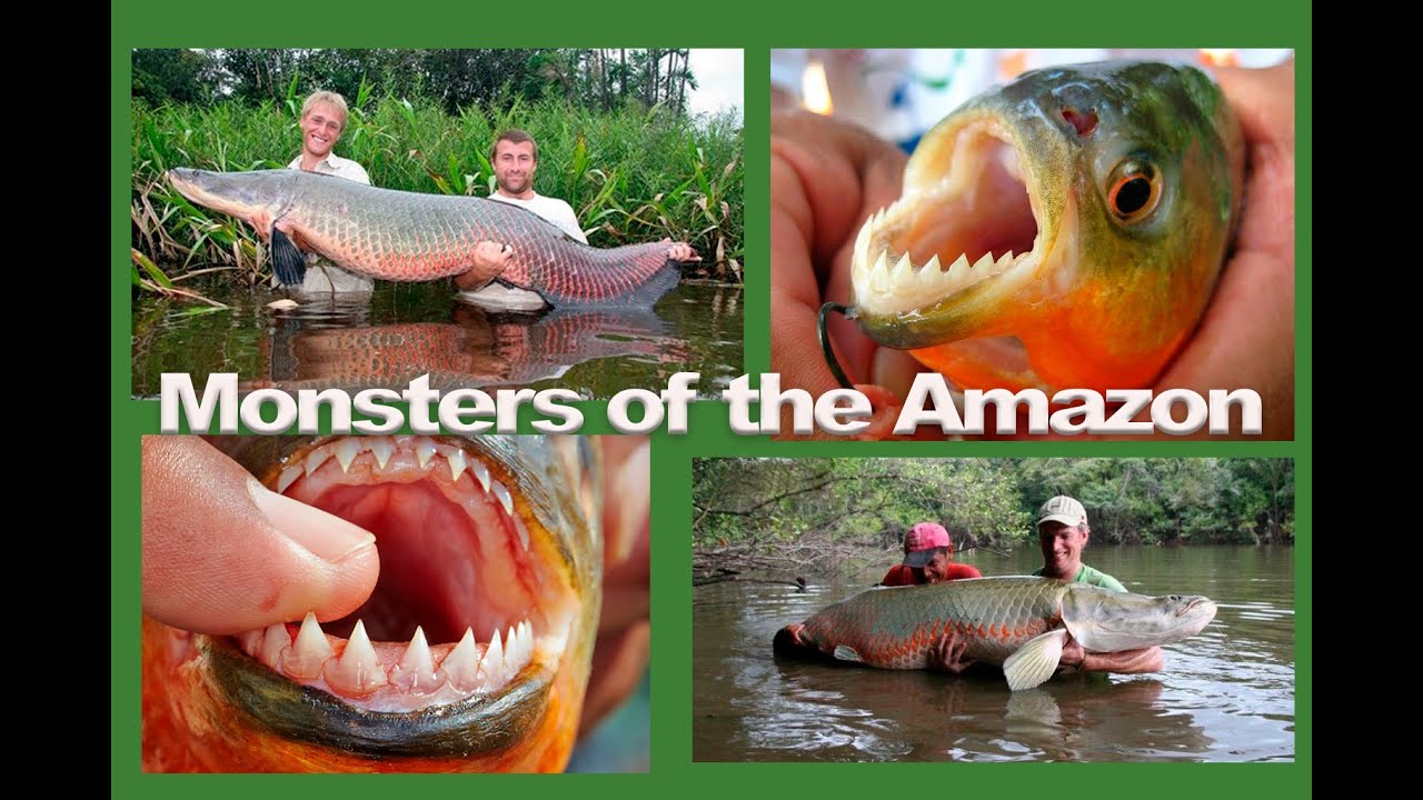 Monsters of the Amazon - YouTube