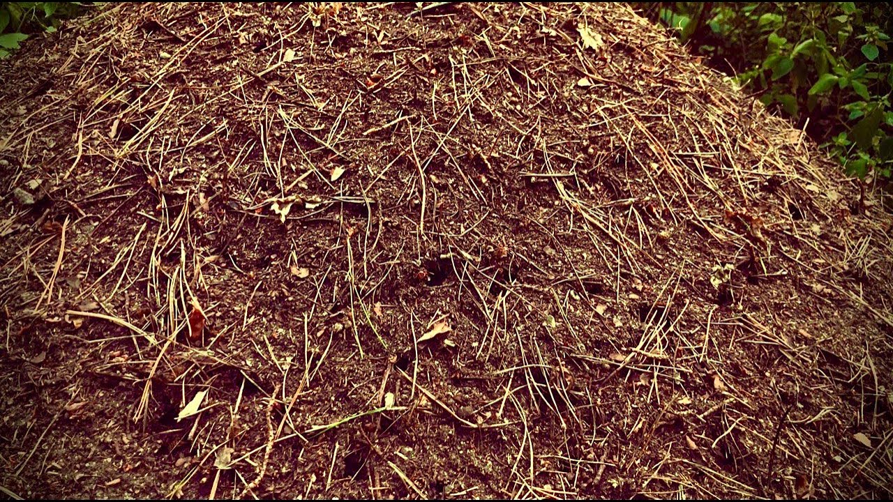 Anthill in 4k... - YouTube