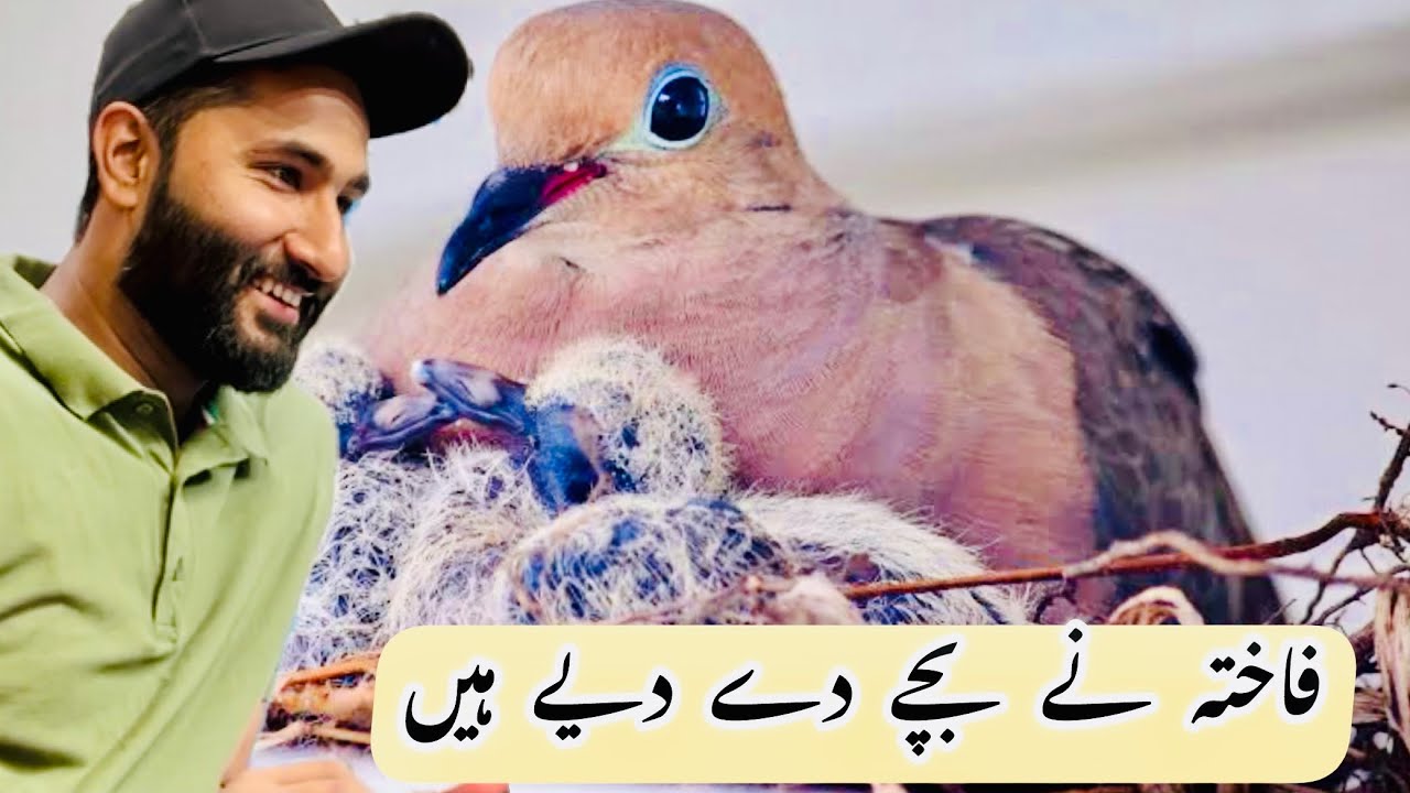 Jeela nae aya aj 😭😰 Vlog By Danish-Awan - YouTube
