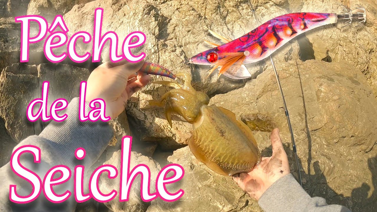 Pêche de la SEICHE , CONSEILS et TECHNIQUES pour DÉBUTANT ! 🦑 EGING ...