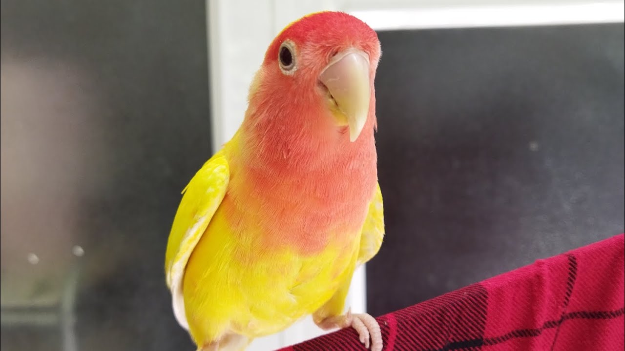She Loves To Take A Shower In The Glass Love Bird parrot Take she-loves-to-take-a-shower-in-the-glass-love-bird-parrot-take