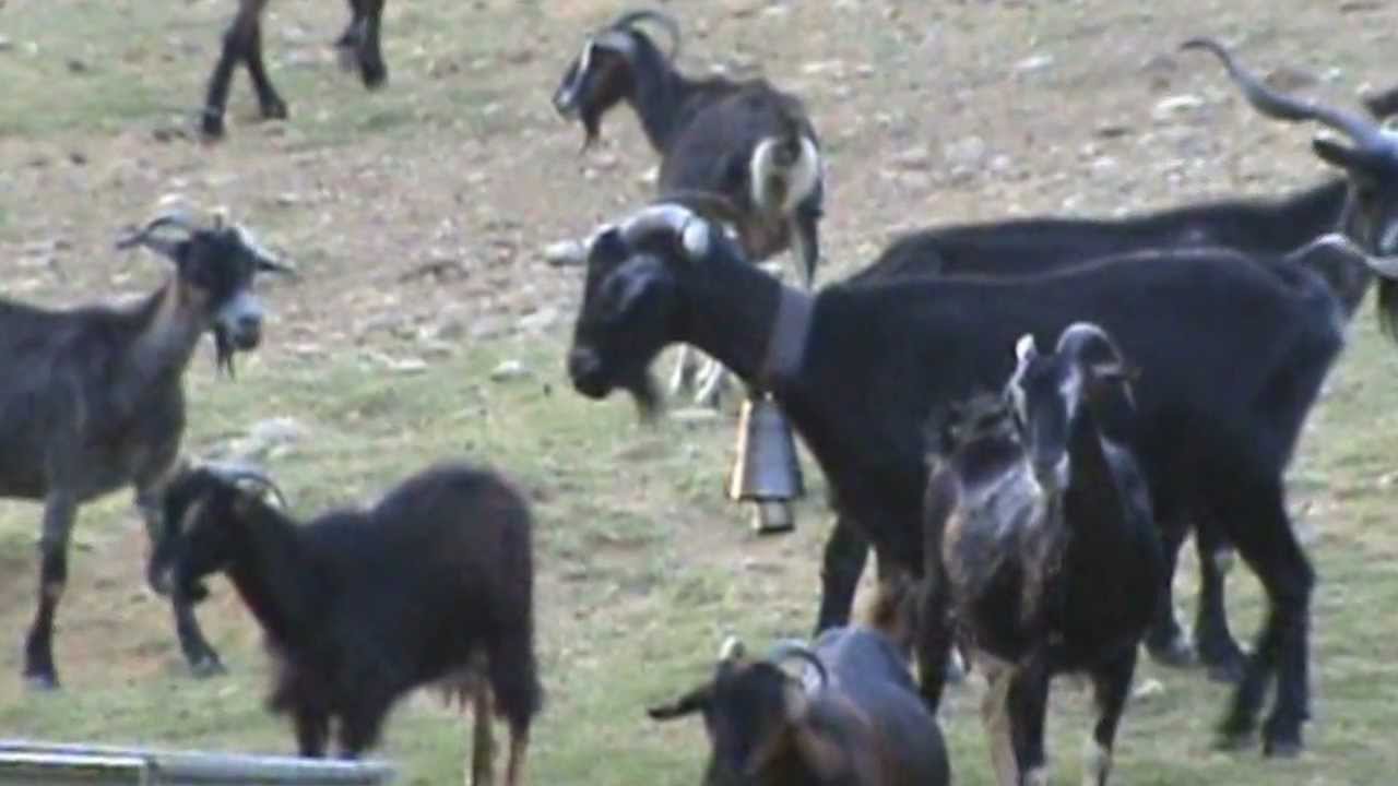 mousoura mesologgiou Στις πικροδαφνης τον Ανθο.wmv - YouTube