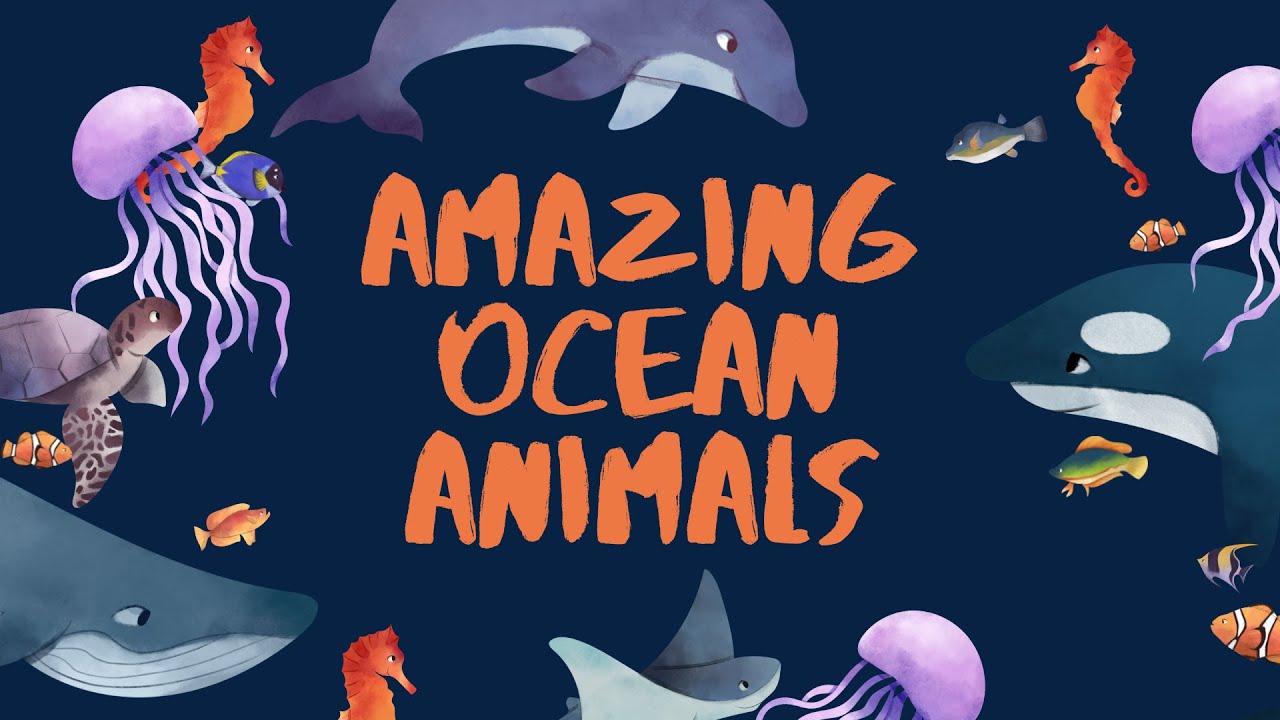 The Amazing Animals You'll Find in The Ocean - YouTube
